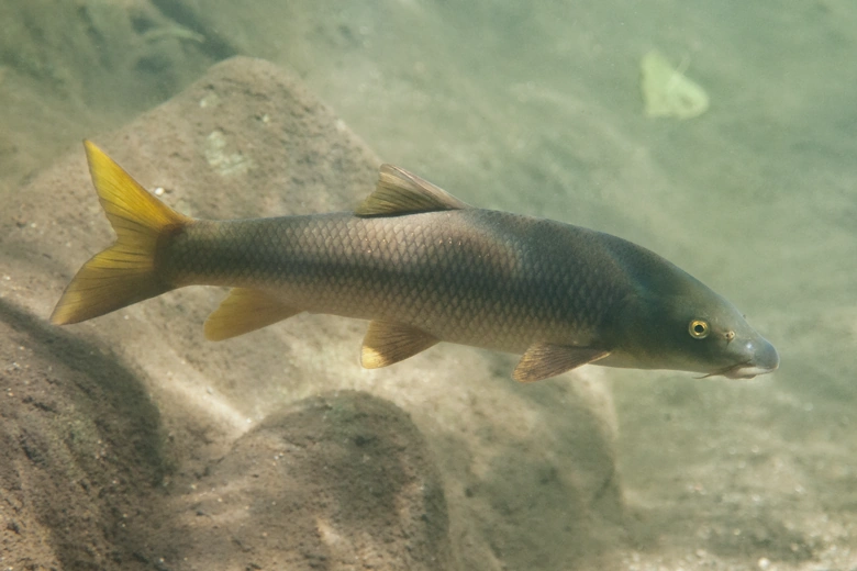 Barbo Común Ibérico | Wiki Reino Animalia | Fandom