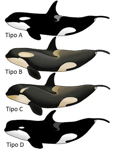 Orca | Wiki Reino Animalia | Fandom