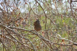 Pájaro Moscón Europeo | Wiki Reino Animalia | Fandom