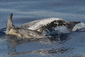 Calderón Gris | Wiki Reino Animalia | Fandom