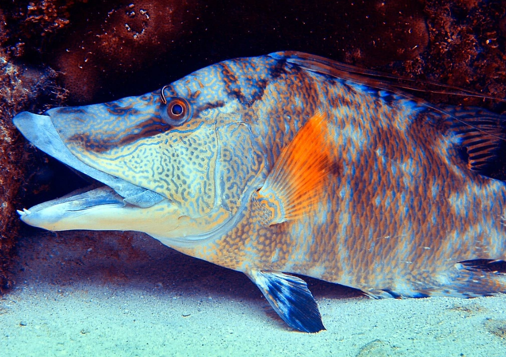 Pez Perro | Wiki Reino Animalia | Fandom