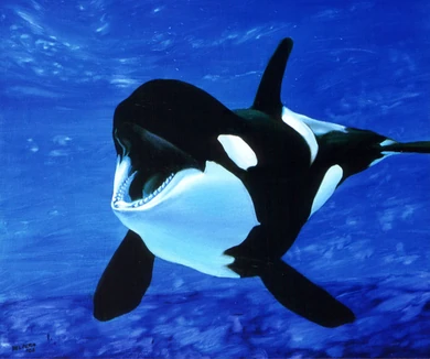 Orca | Wiki Reino Animalia | Fandom
