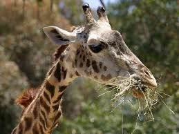 Jirafa | Wiki Reino Animalia | Fandom