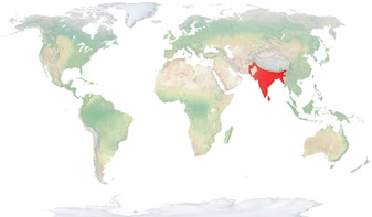 Pitón de la India | Wiki Reino Animalia | Fandom