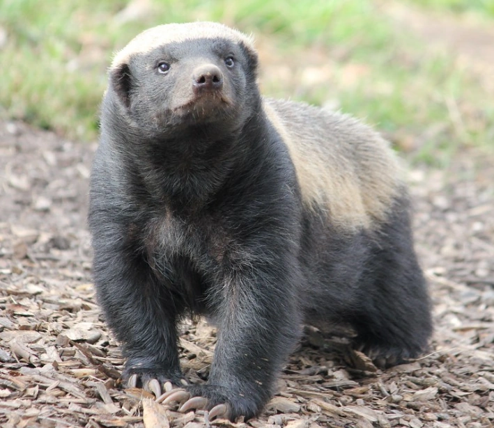 Tejón Melero | Wiki Reino Animalia | Fandom