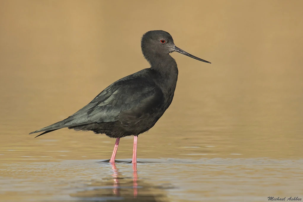 Cigüeñuela Negra | Wiki Reino Animalia | Fandom
