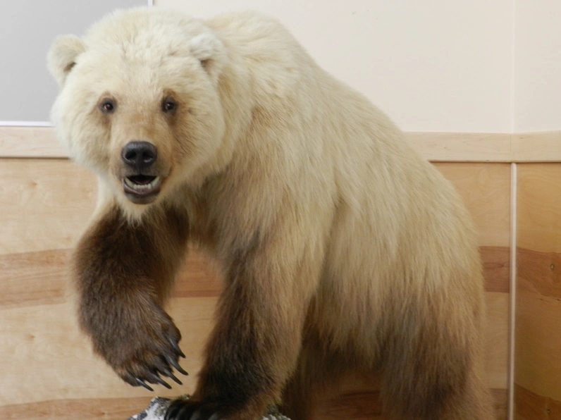 Oso Grolar | Wiki Reino Animalia | Fandom