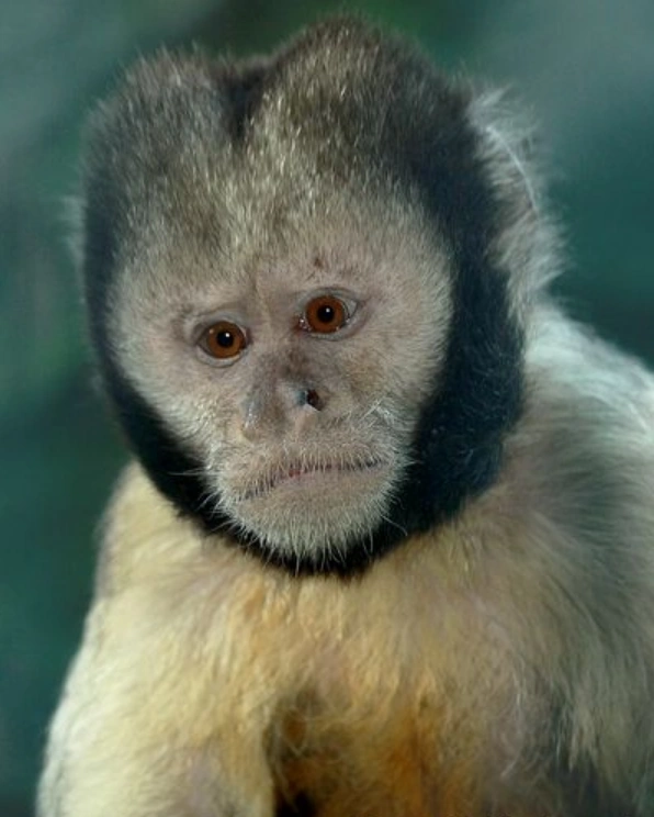 Capuchino de Pecho Amarillo | Wiki Reino Animalia | Fandom
