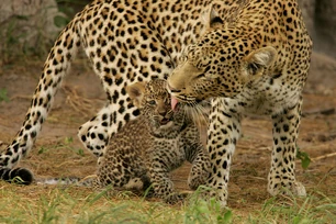 Leopardo Africano | Wiki Reino Animalia | Fandom