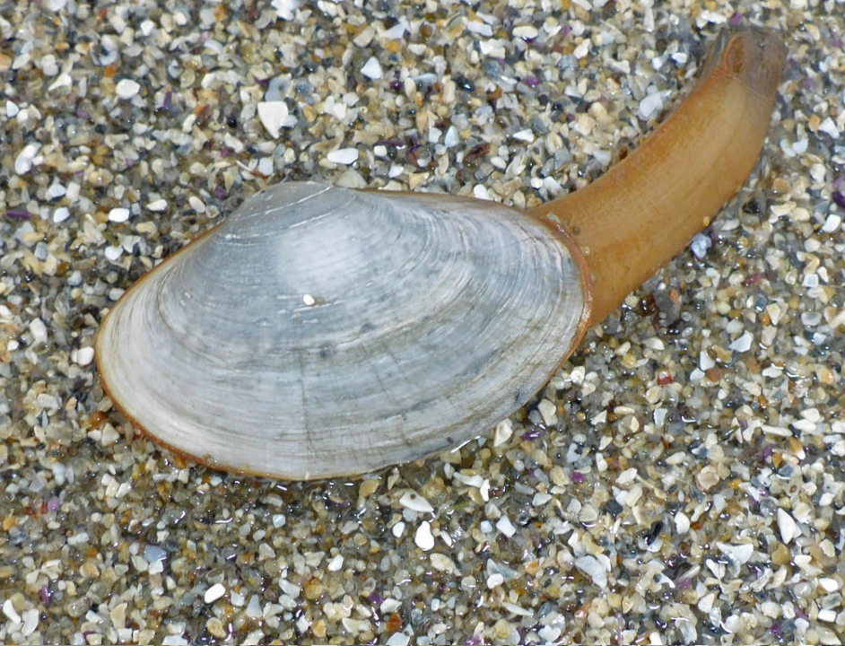 Almeja de Nueva Inglaterra | Wiki Reino Animalia | Fandom