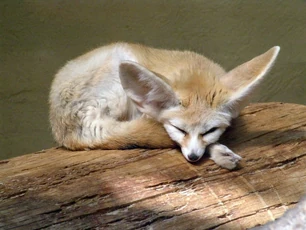 Fénec | Wiki Reino Animalia | Fandom