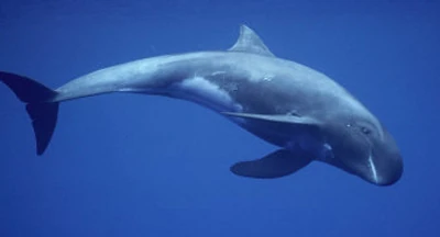 Orca Pigmea | Wiki Reino Animalia | Fandom