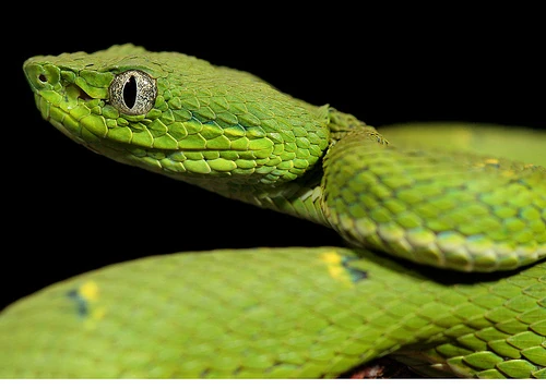 Vibora Verde