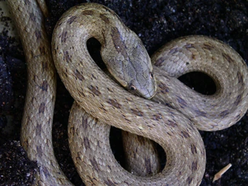 Culebra de Cogulla | Wiki Reino Animalia | Fandom