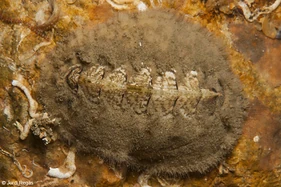 Quitón Fasciculado | Wiki Reino Animalia | Fandom