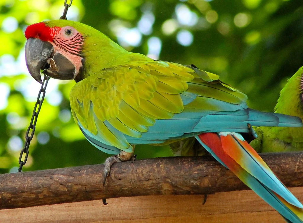 Guacamaya Verdelimón Común | Wiki Reino Animalia | Fandom