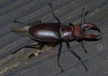 Ciervo Volante Americano | Wiki Reino Animalia | Fandom