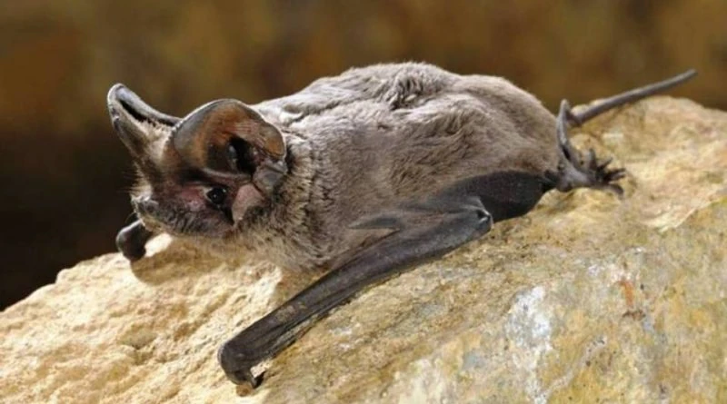 Murciélago Rabudo | Wiki Reino Animalia | Fandom