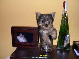 Perro | Wiki Reino Animalia | Fandom