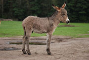 Burro | Wiki Reino Animalia | Fandom