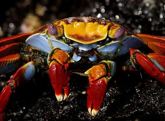 Zapaya | Wiki Reino Animalia | Fandom