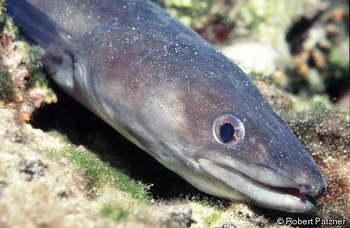 Congrio | Wiki Reino Animalia | Fandom