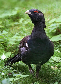 Urogallo Común | Wiki Reino Animalia | Fandom