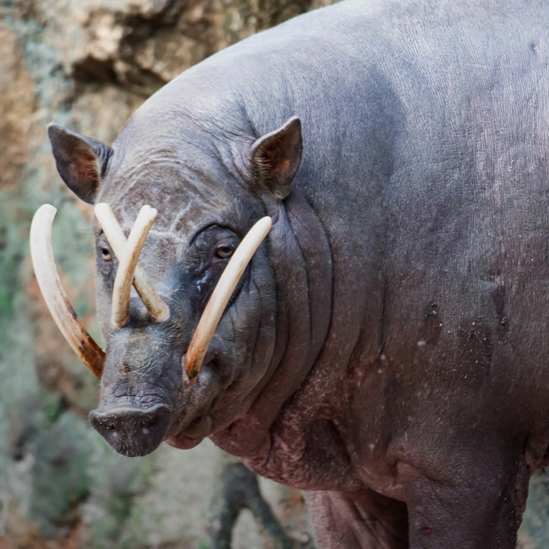 Babirusa | Wiki Reino Animalia | Fandom