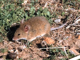 Ratón Moruno | Wiki Reino Animalia | Fandom