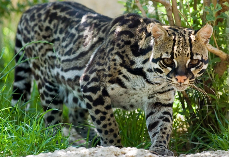 Ocelote | Wiki Reino Animalia | Fandom