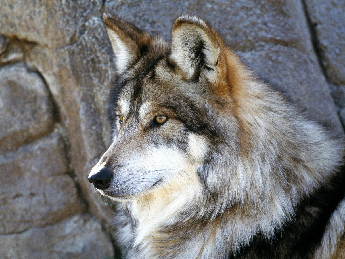 Lobo | Wiki Reino Animalia | Fandom