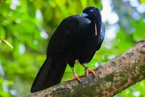 Pava Aburria | Wiki Reino Animalia | Fandom