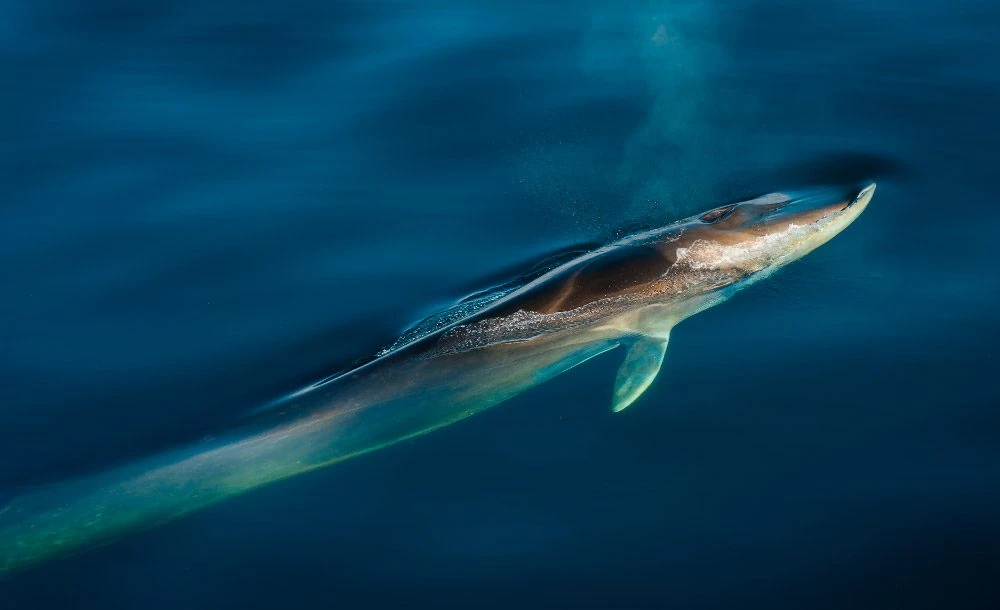 Categoría:Balenoptéridos | Wiki Reino Animalia | Fandom