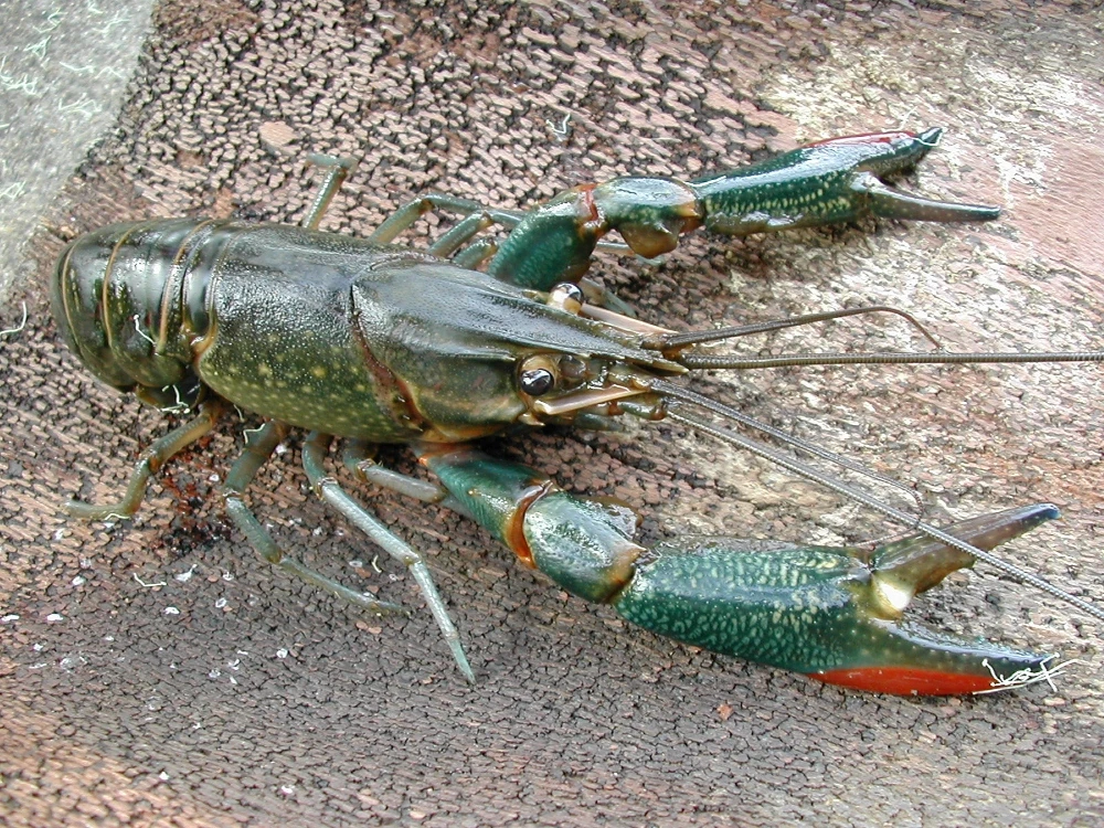 Langosta de Agua dulce | Wiki Reino Animalia | Fandom