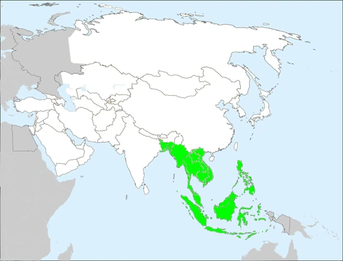 Pitón Reticulada | Wiki Reino Animalia | Fandom