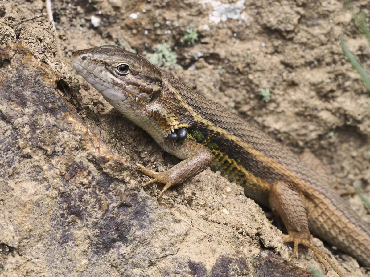 Lagartija Colilarga Occidental | Wiki Reino Animalia | Fandom