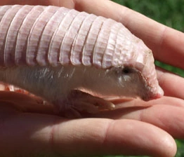 Pichiciego Menor | Wiki Reino Animalia | Fandom