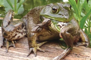 Rana Toro | Wiki Reino Animalia | Fandom