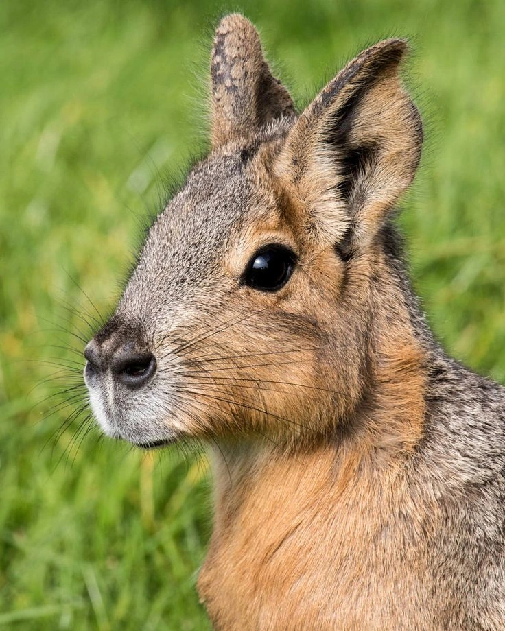 Mara | Wiki Reino Animalia | Fandom