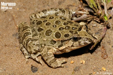 Sapo Pintojo Marroquí | Wiki Reino Animalia | Fandom