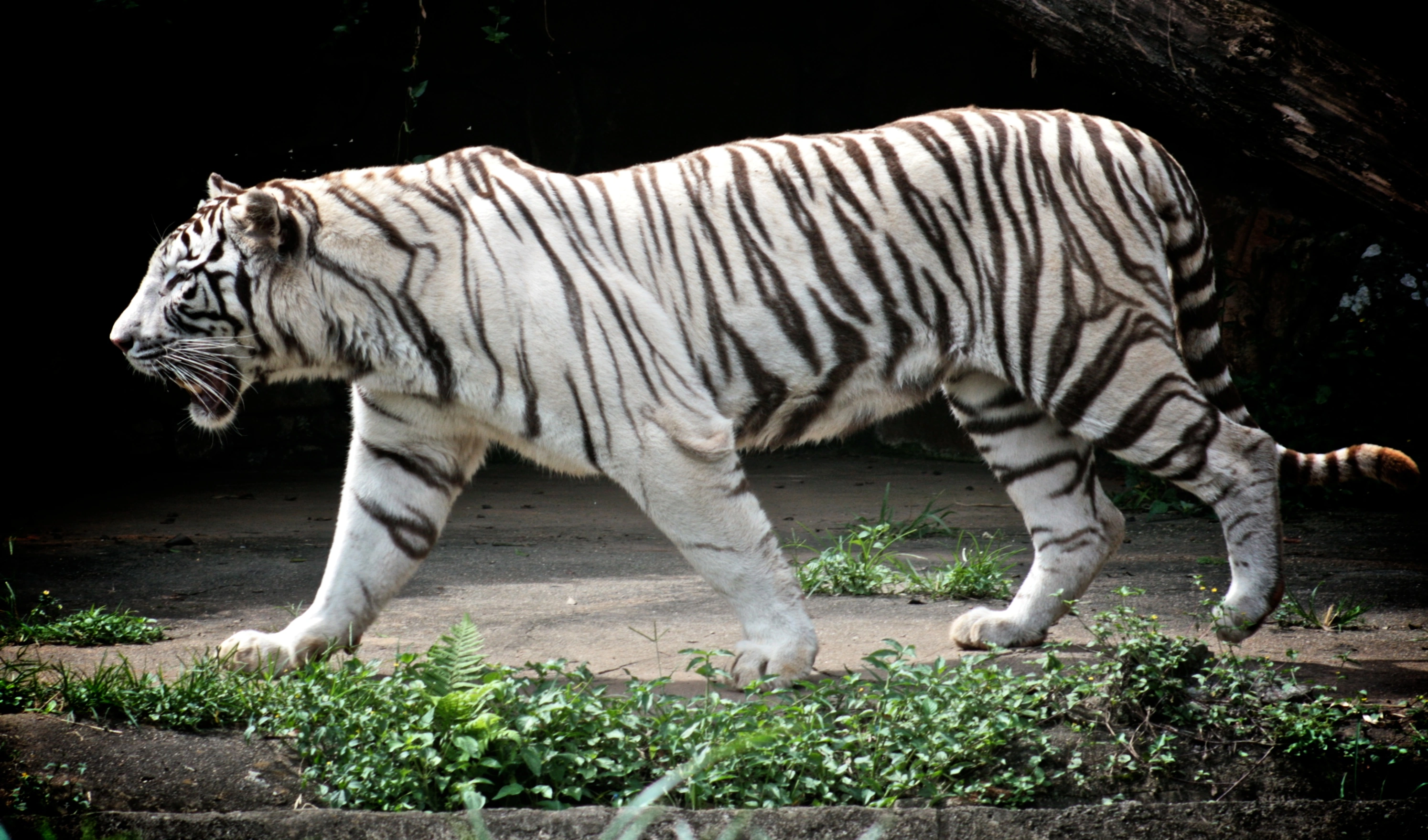 Tigre Blanco Comiendo