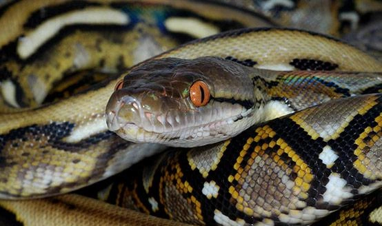 Pitón Reticulada | Wiki Reino Animalia | Fandom