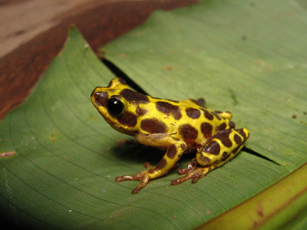 Hyperolius viridiflavus | Wiki Reino Animalia | Fandom