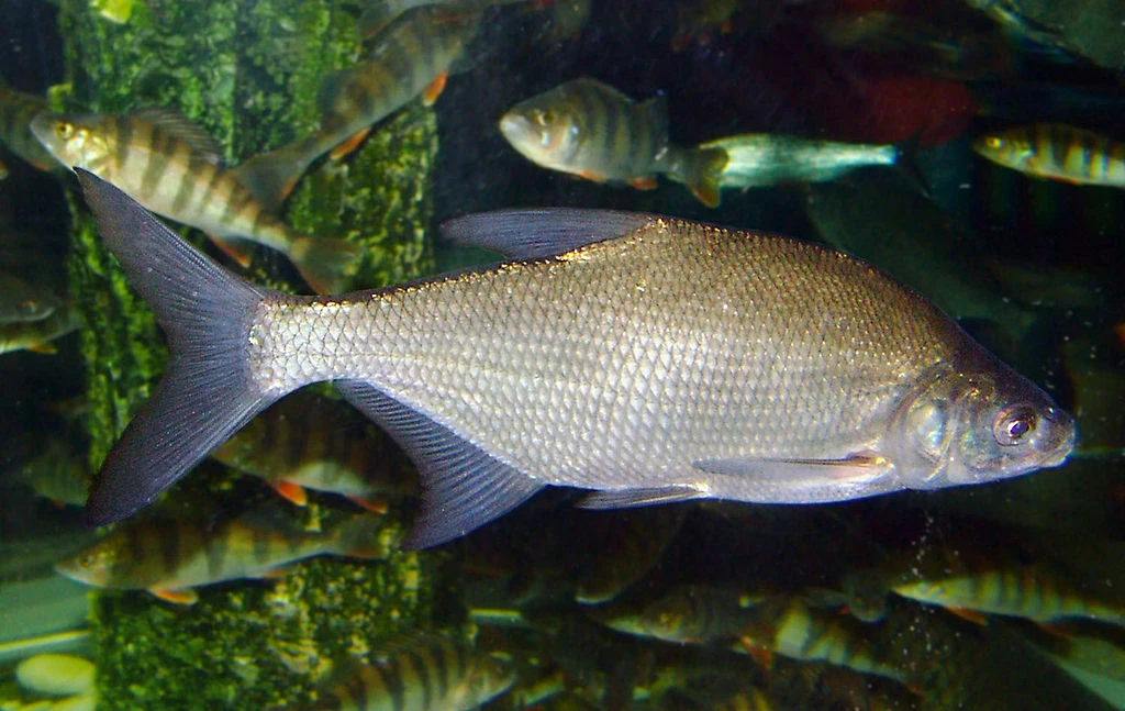 Brema | Wiki Reino Animalia | Fandom