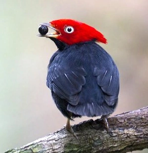 Saltarín Coliancho | Wiki Reino Animalia | Fandom