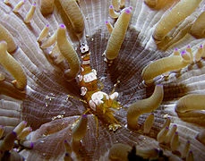 Camarón de Anémonas | Wiki Reino Animalia | Fandom