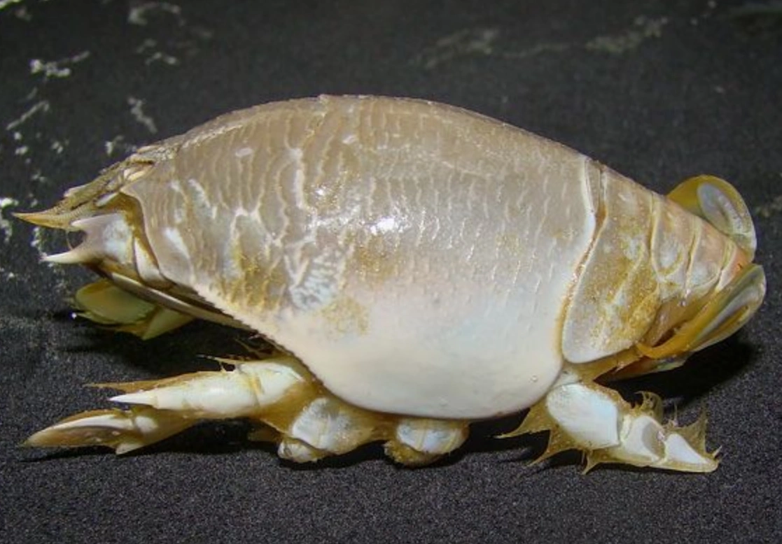 Muymuy | Wiki Reino Animalia | Fandom