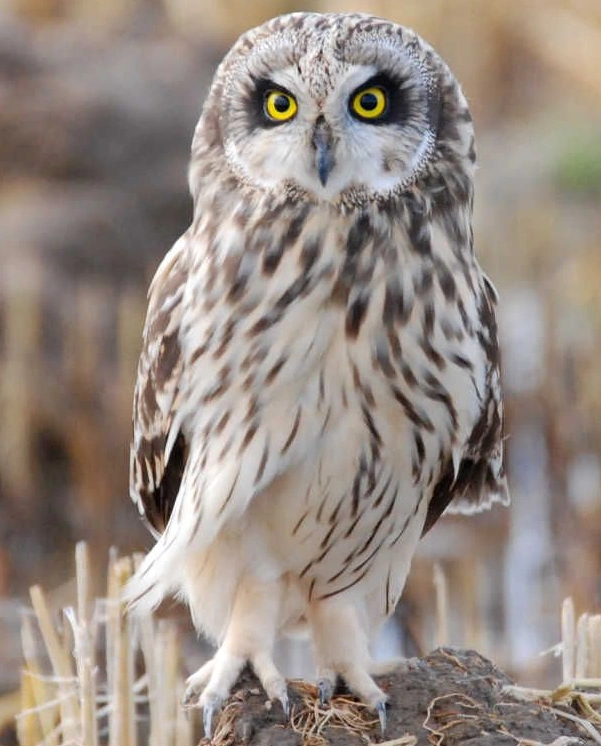 Búho Campestre | Wiki Reino Animalia | Fandom
