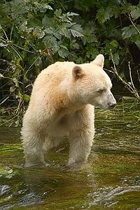 Oso Kermode | Wiki Reino Animalia | Fandom
