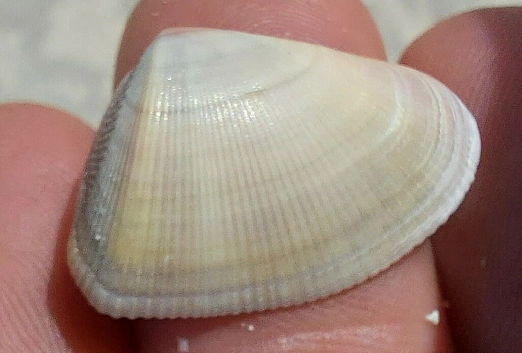 Coquina del Caribe | Wiki Reino Animalia | Fandom